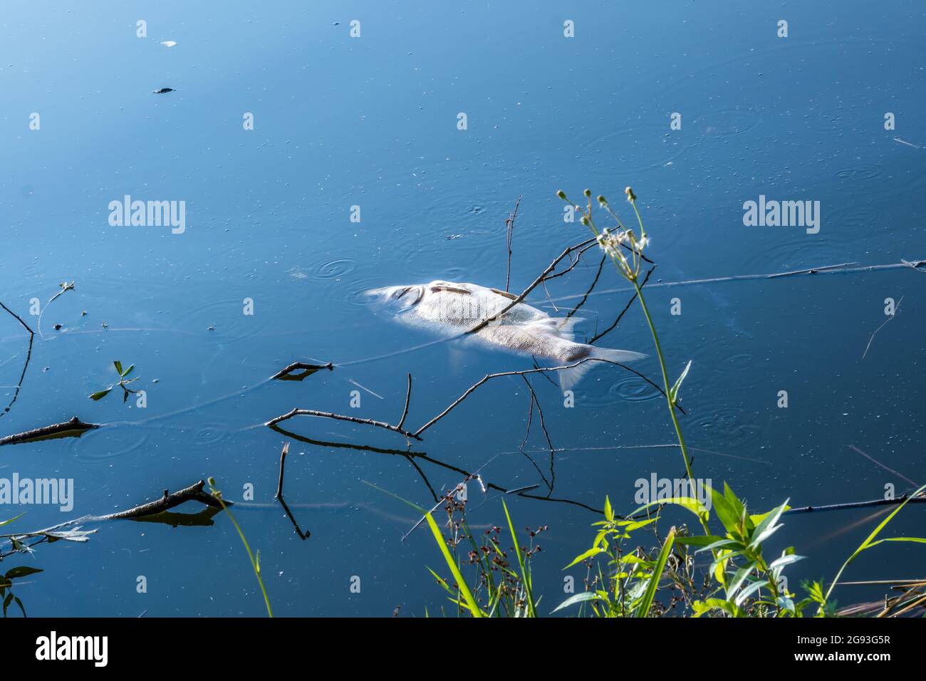 dead rotten fish on shore of polluted lake. ecological disaster and ...
