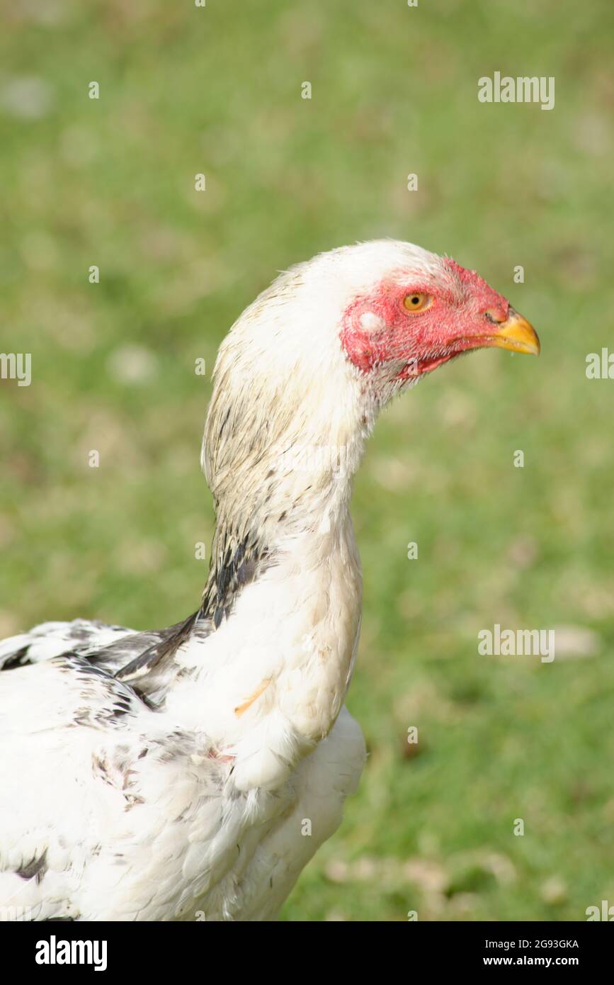 Vertical shot of a shamo chicken Stock Photo - Alamy