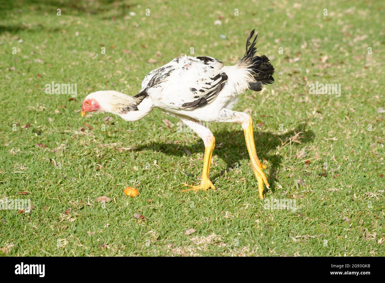 Shamo chicken in a meado Stock Photo - Alamy