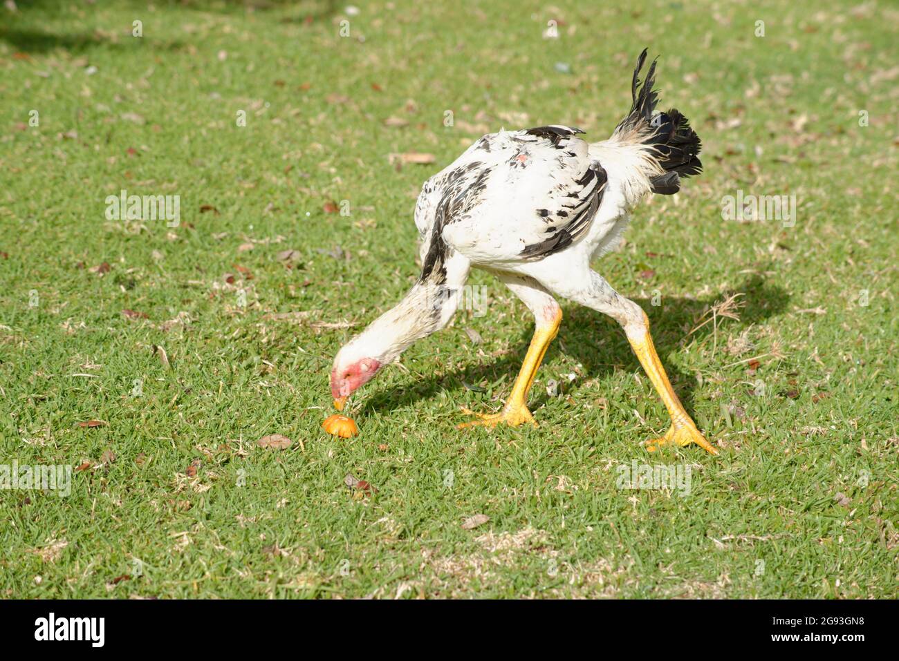 Shamo chicken hi-res stock photography and images - Alamy