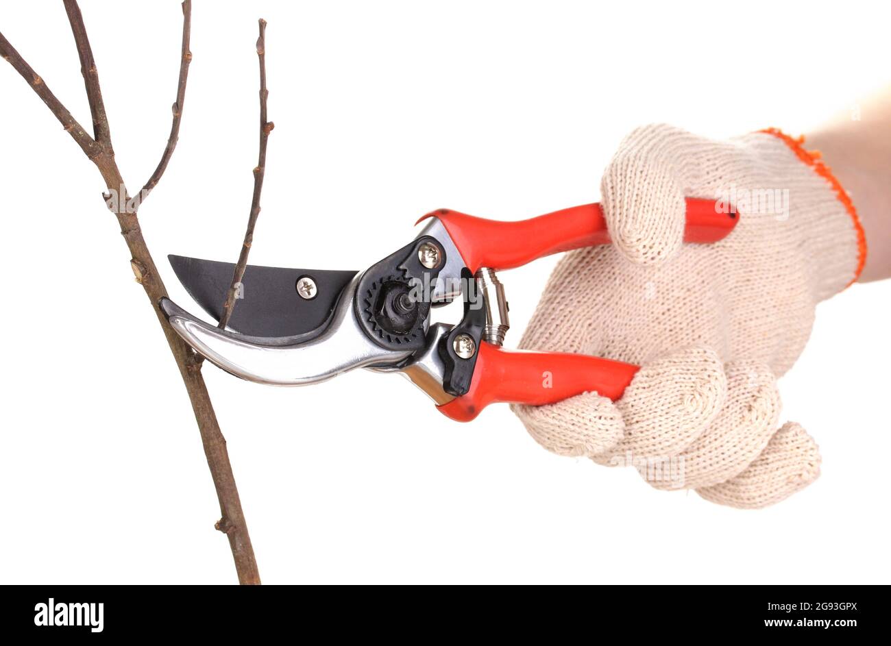 Trimming tree branch with pruner isolated on white Stock Photo - Alamy
