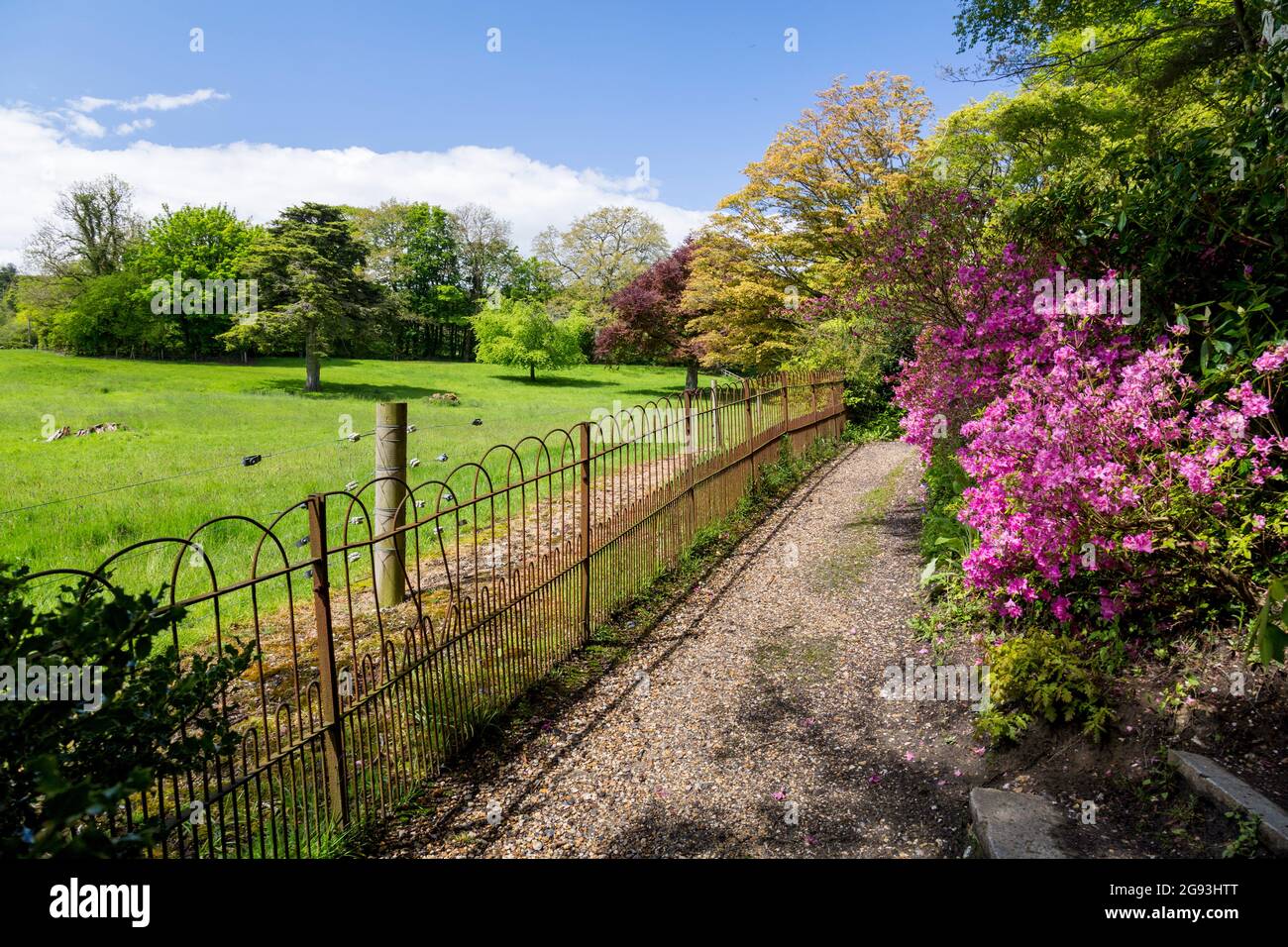 Colourful rhododendrons in Minterne House Gardens, Dorset, England, UK ...