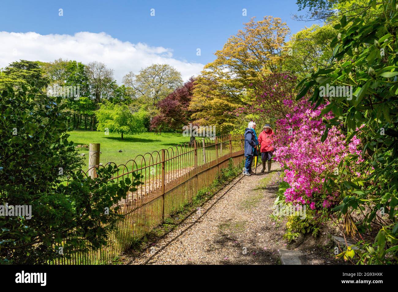 Visitors walking past the colourful rhododendrons in Minterne House ...