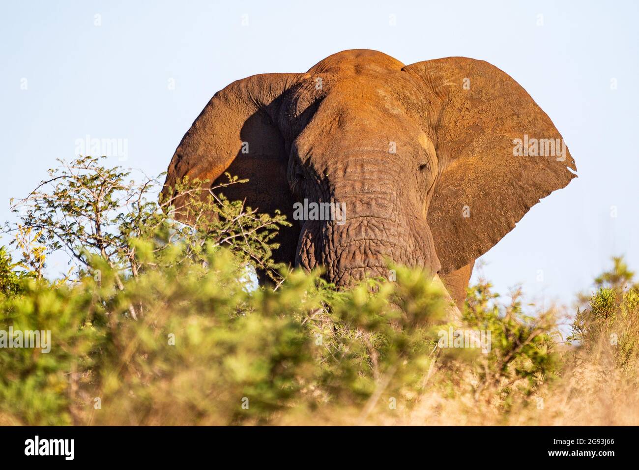 Close-up frontal portrait of elephant with raised ears, Kruger National ...