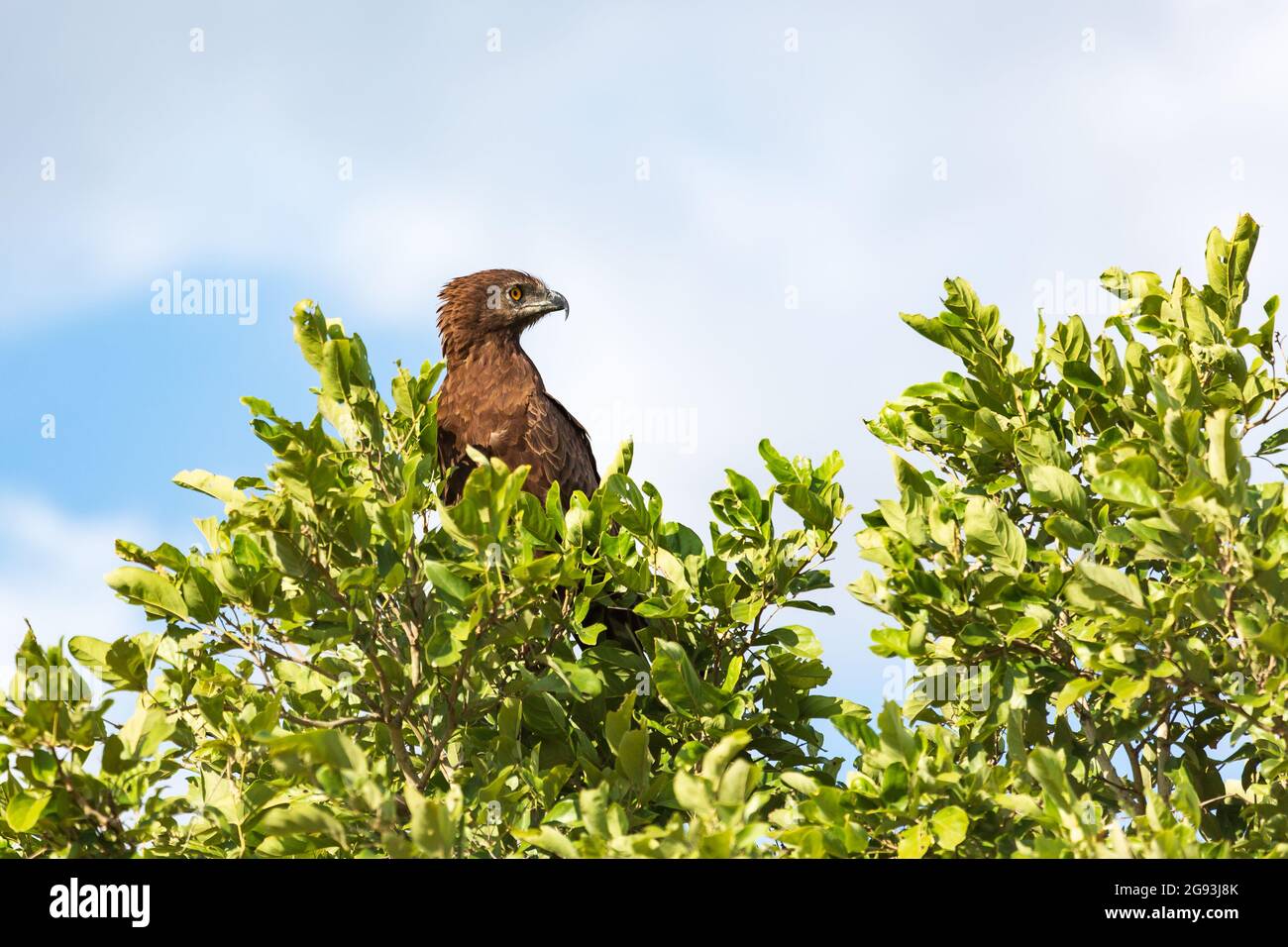 Brown snake eagle Circaetus cinereus sitting on a tree, Kruger National Park, South Africa Stock ...