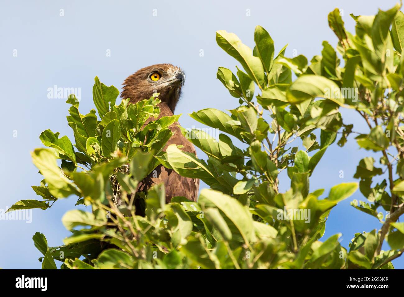 Brown snake eagle Circaetus cinereus sitting on a tree, Kruger National Park, South Africa Stock ...