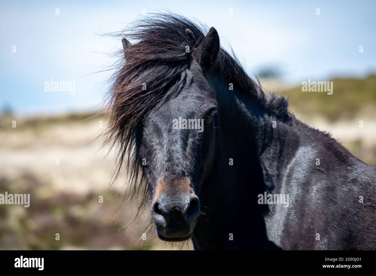 Black pony hi-res stock photography and images - Alamy