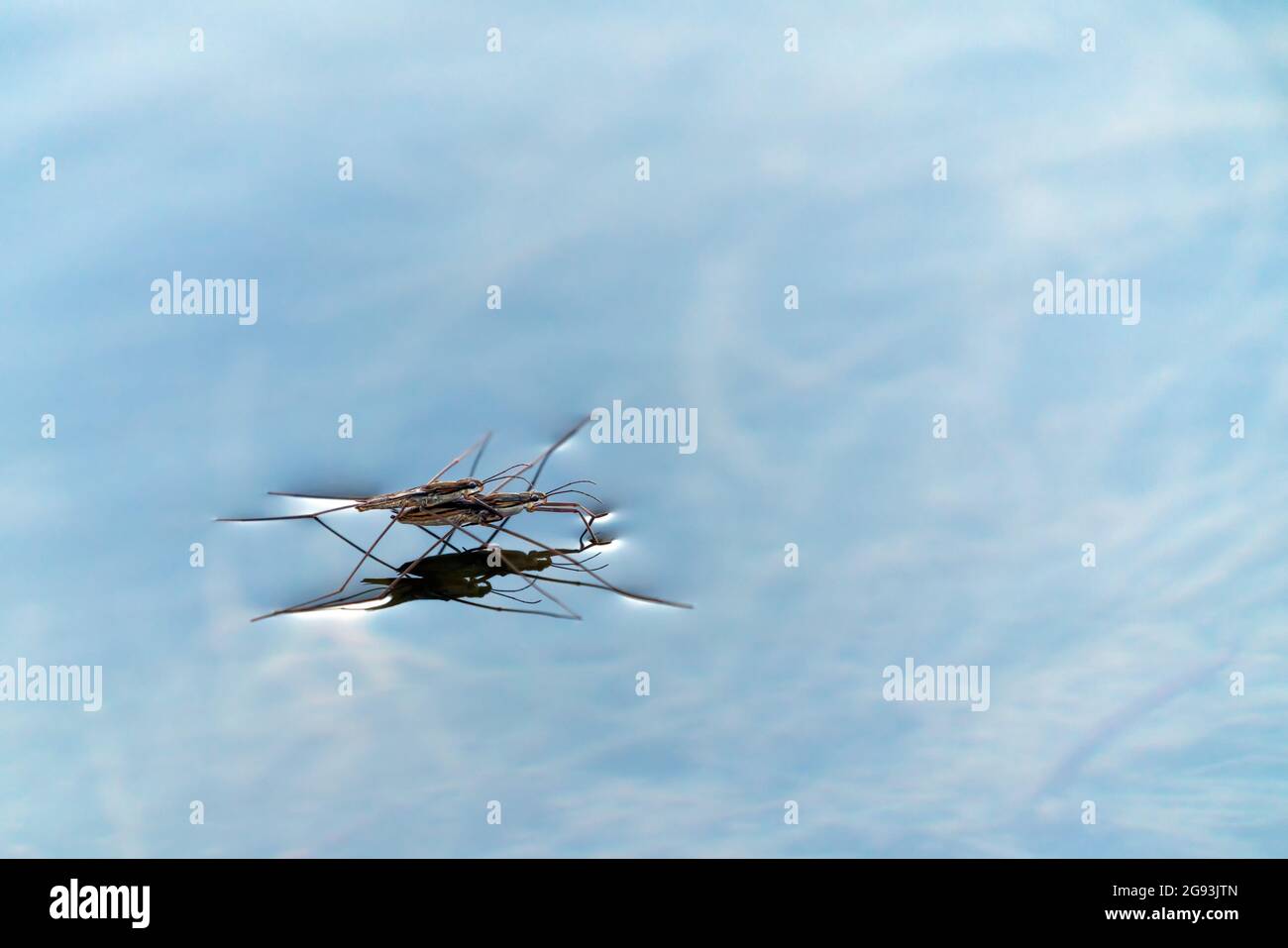 Pond water strider pond skipper hi-res stock photography and images - Alamy