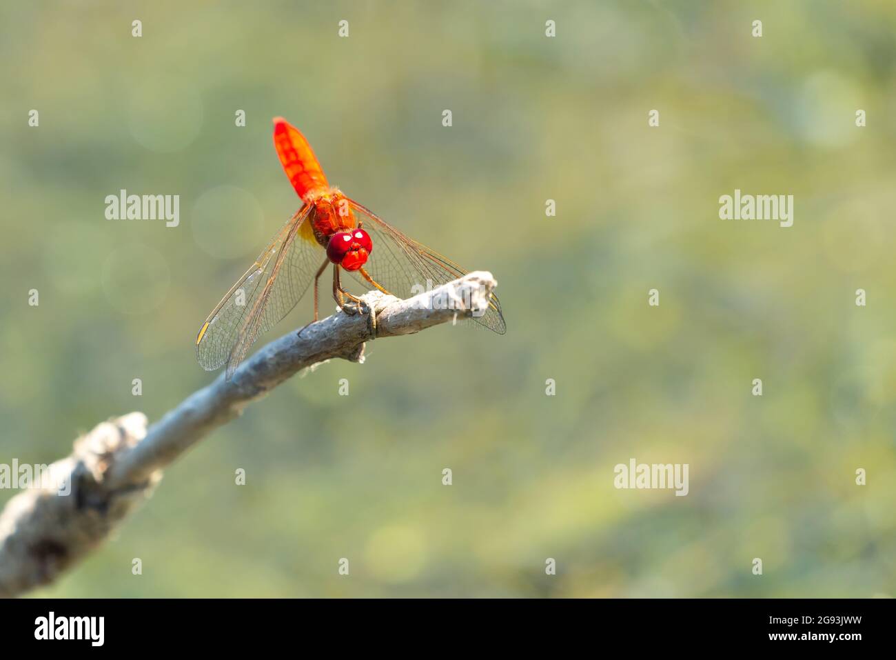 Dragonfly very small hi-res stock photography and images - Alamy