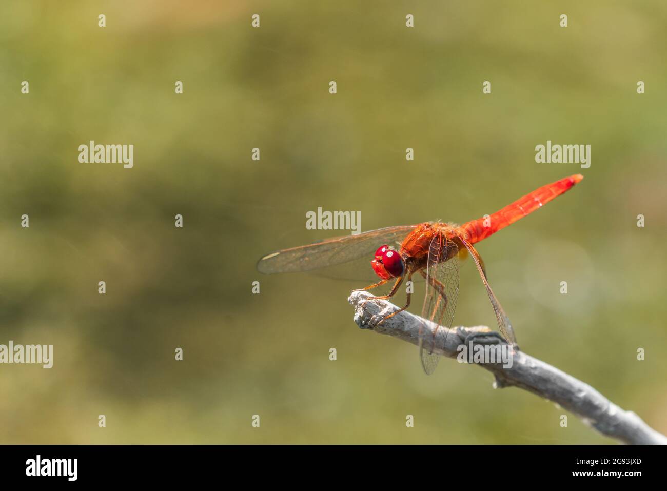 Dragonfly very small hi-res stock photography and images - Alamy
