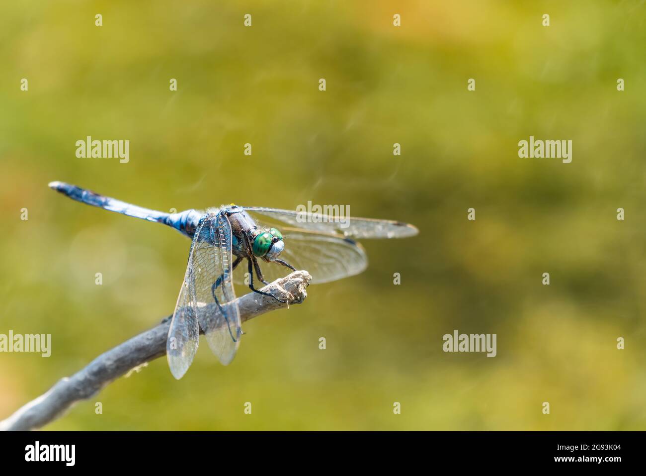 Small antenna hi-res stock photography and images - Alamy