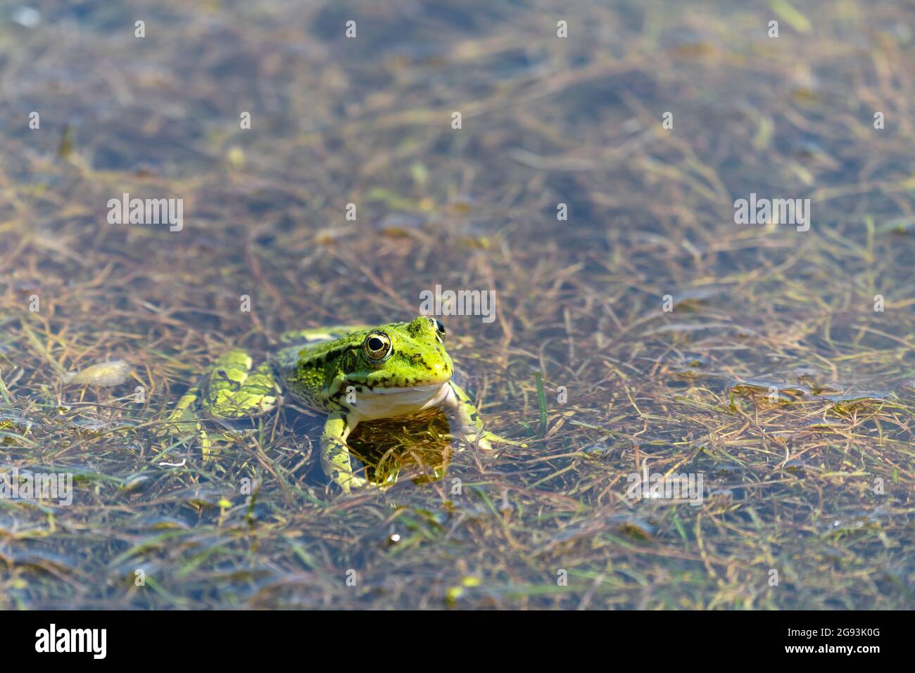 A frog sitting in a swamp Stock Photo - Alamy