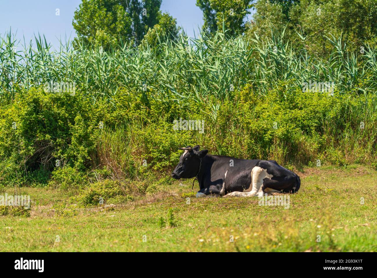 Cow resting on a green lawn Stock Photo - Alamy