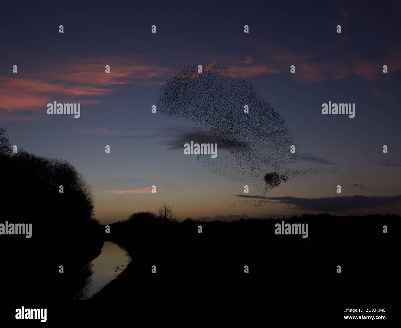 Starling murmuration somerset levels hi-res stock photography and ...