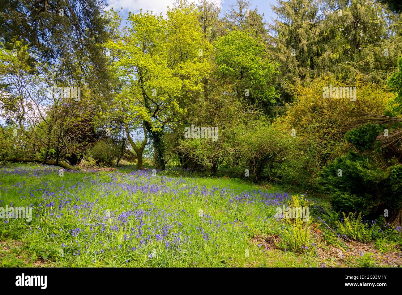 Minterne house in minterne magna hi-res stock photography and images ...
