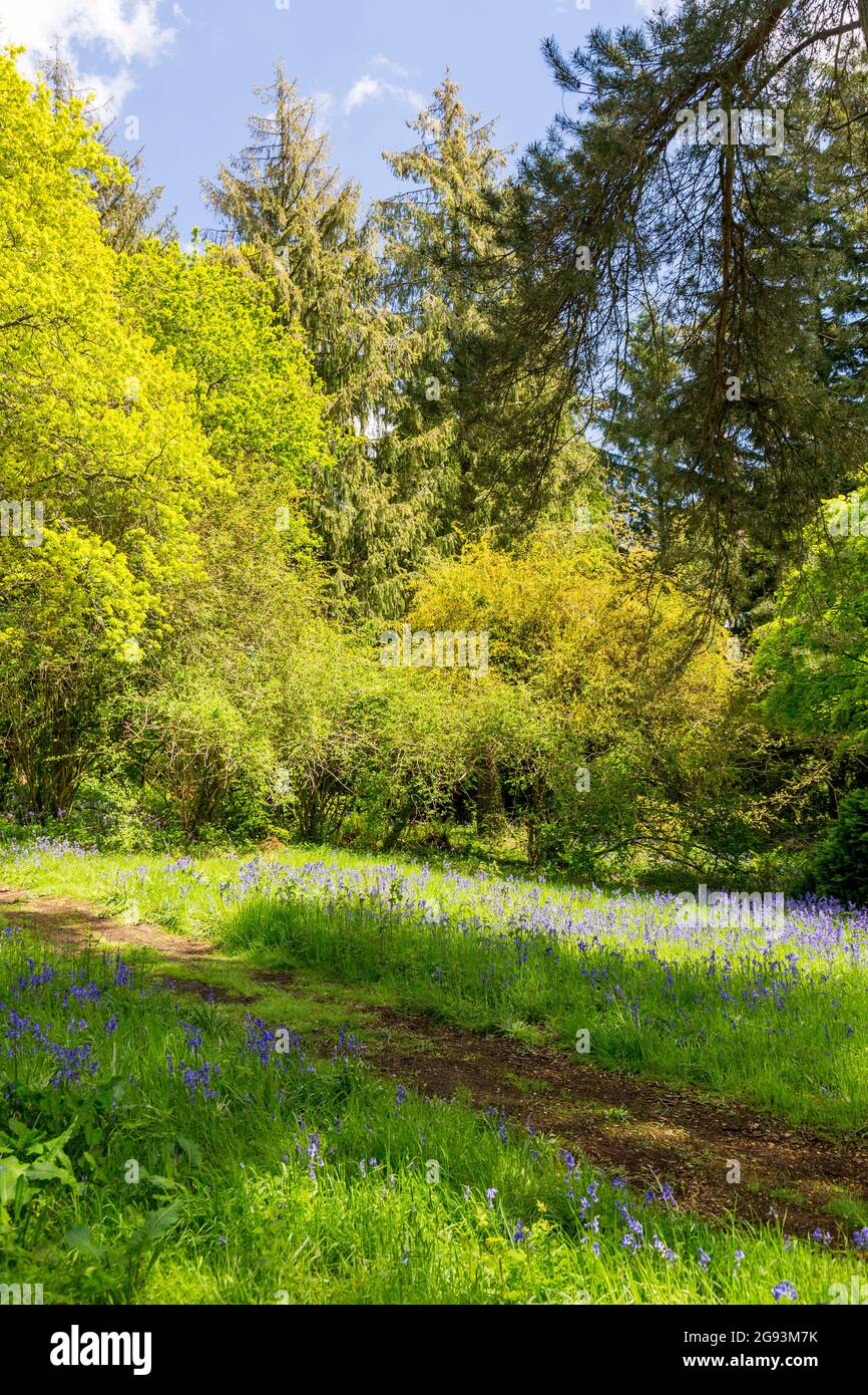 Wild bluebells growing in a patch of sunlight in Minterne House Gardens ...