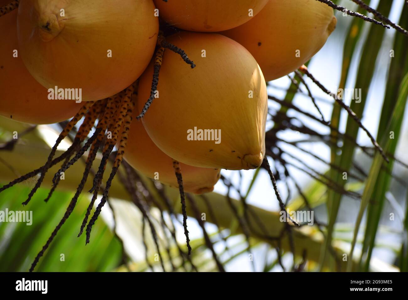 King coconut hi-res stock photography and images - Alamy