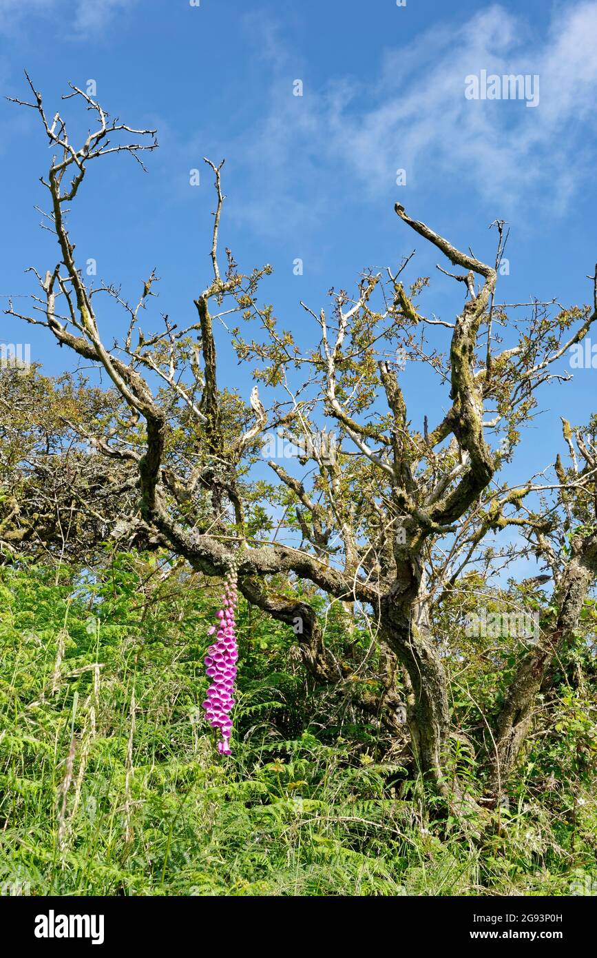 Old hawthorn tree hi-res stock photography and images - Alamy