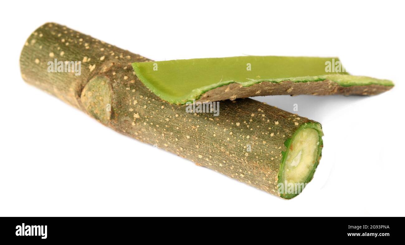 Sahijan tree Cut Out Stock Images & Pictures - Alamy