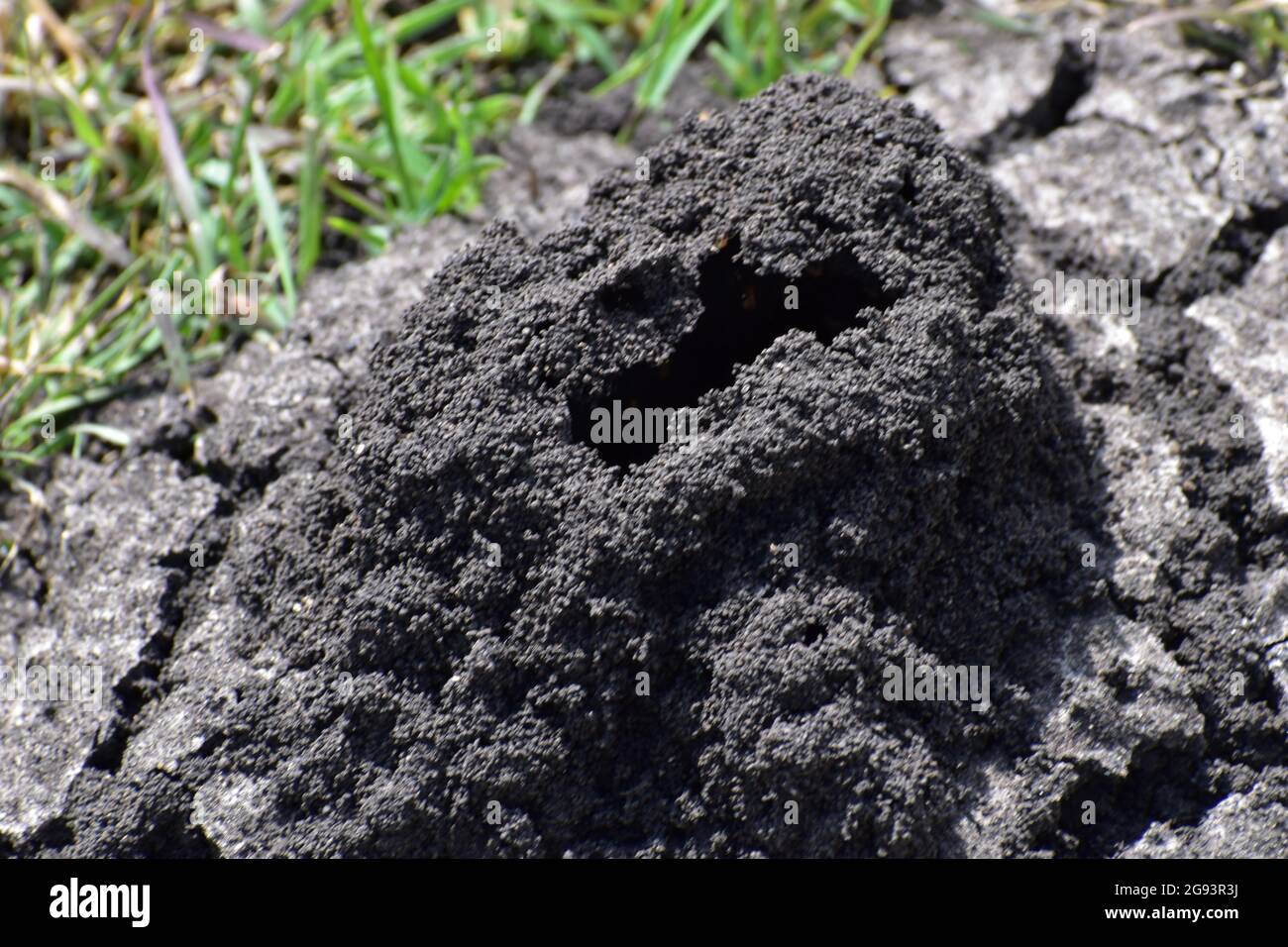 Ant Hill-Mound of clay soil dug up by ants Stock Photo - Alamy