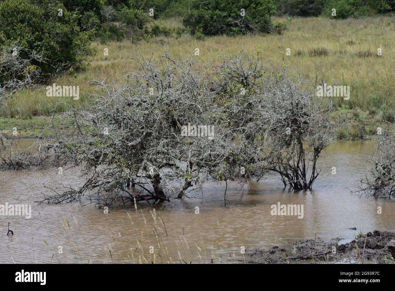 Trees in the middle of a swamp due to intense rainfall, Nyeri Kenya ...