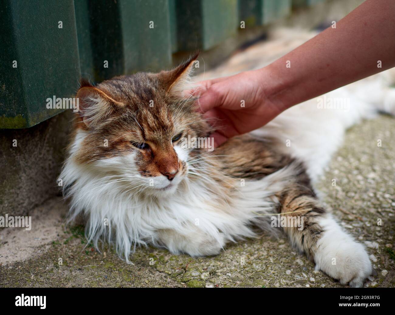 Girl petting a kitten hi-res stock photography and images - Alamy