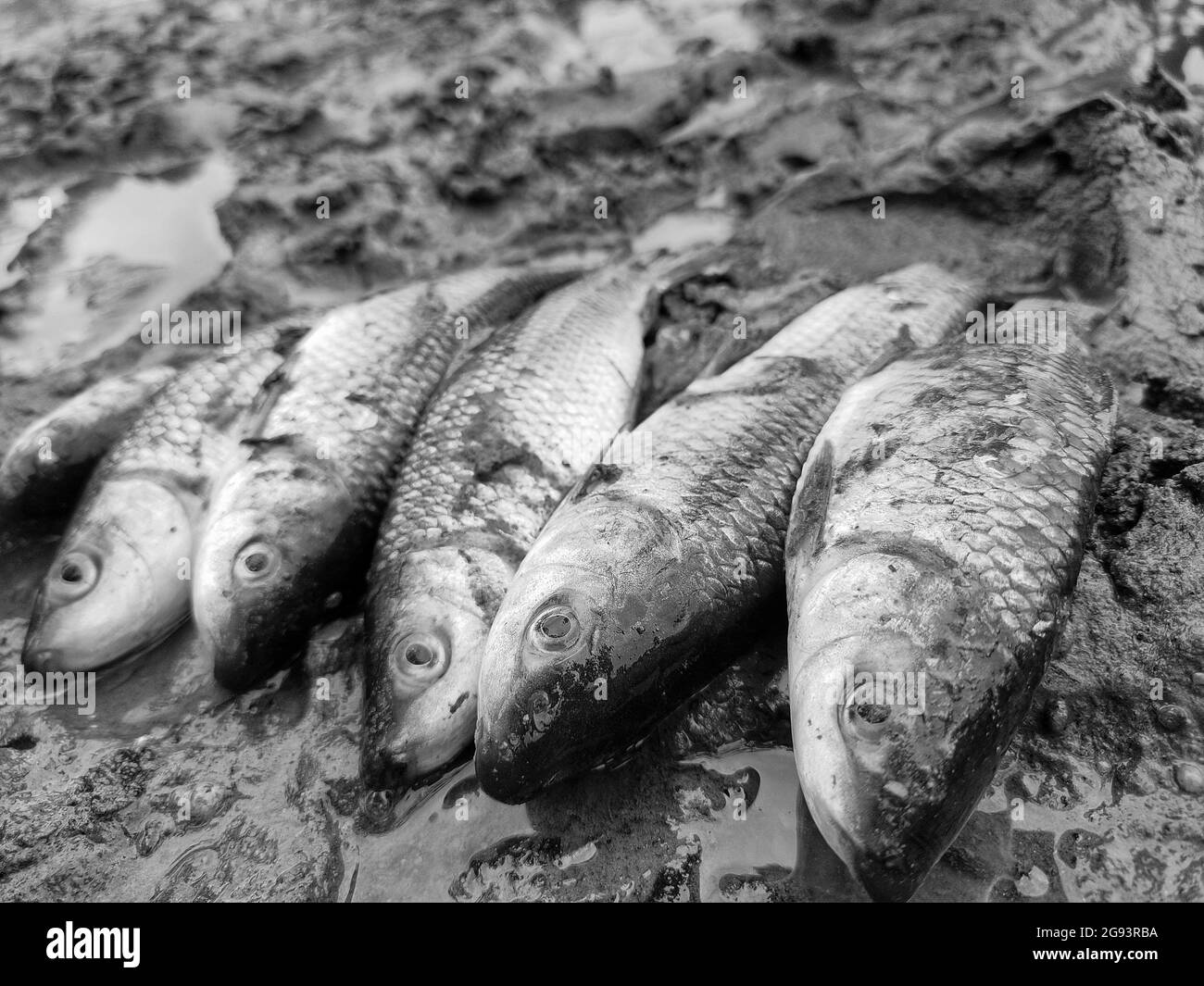 Danger on the beach Black and White Stock Photos & Images - Alamy
