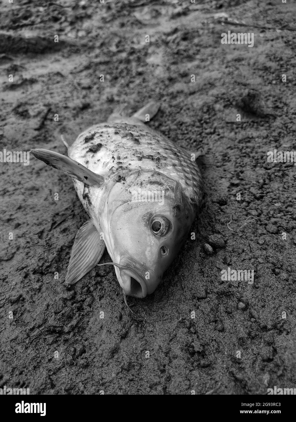 Vertical grayscale shot of a dead fish on the beach Stock Photo - Alamy