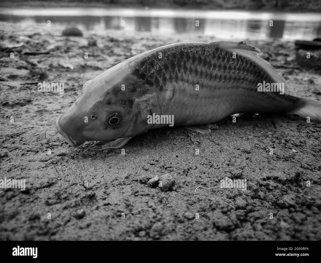 Danger on the beach Black and White Stock Photos & Images - Alamy