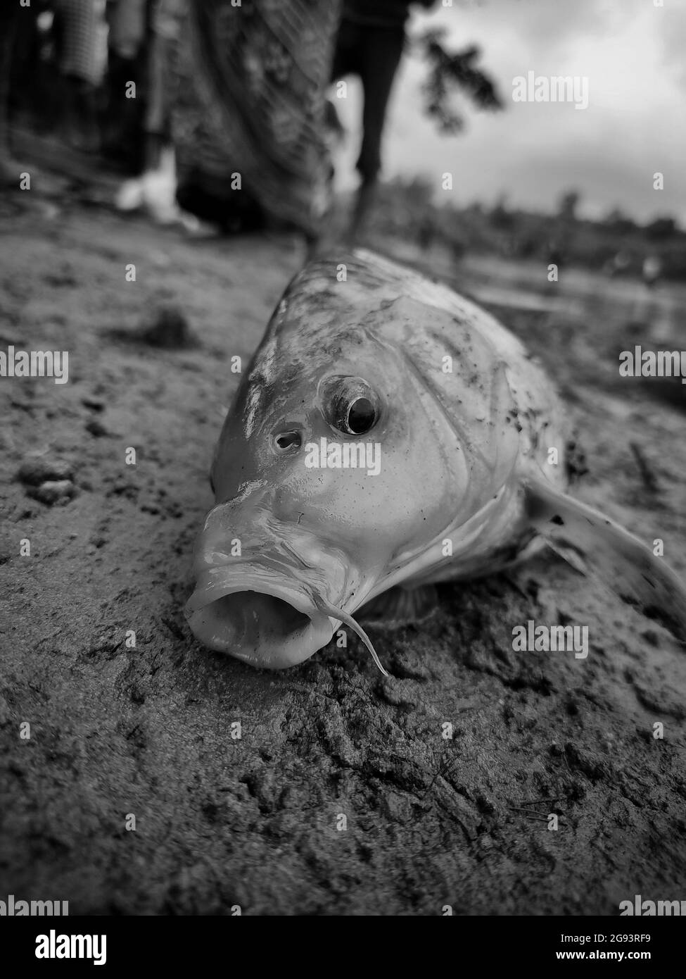 Vertical grayscale shot of a dead fish on the beach Stock Photo - Alamy