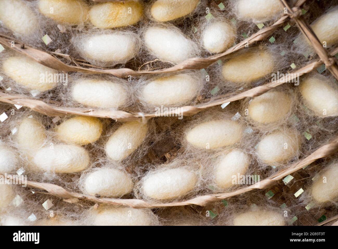 Closed up of group white cocoon of silk worm in weave nest background ...