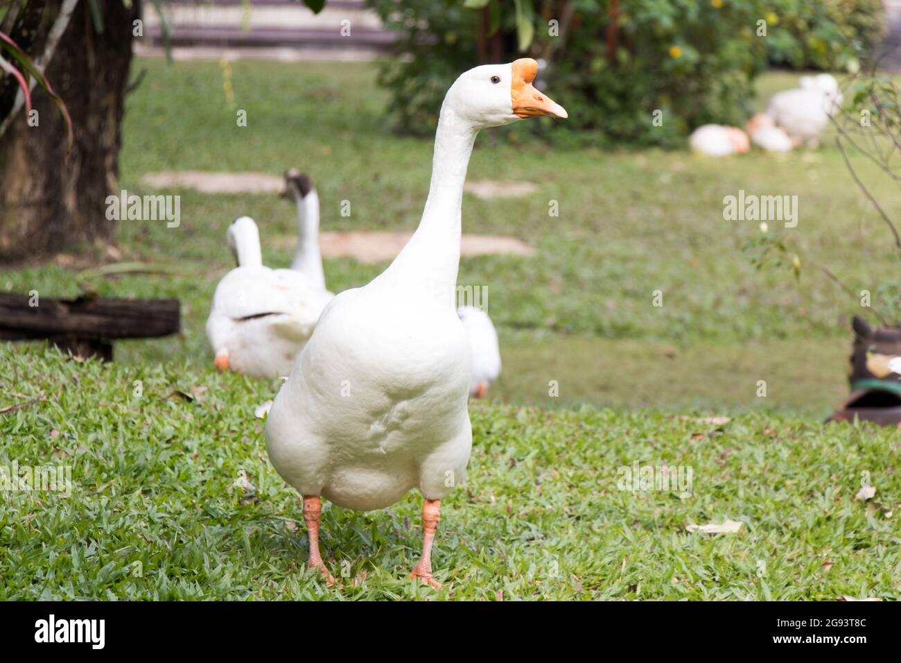 White goose walk on hi-res stock photography and images - Alamy
