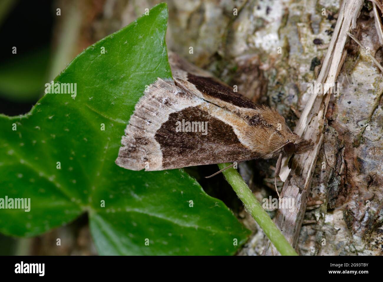 Hypena moth hi-res stock photography and images - Alamy