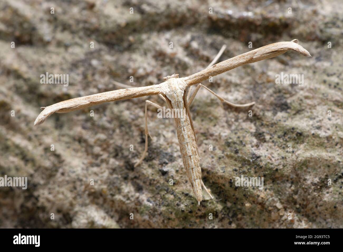 Common plume moth hi-res stock photography and images - Alamy