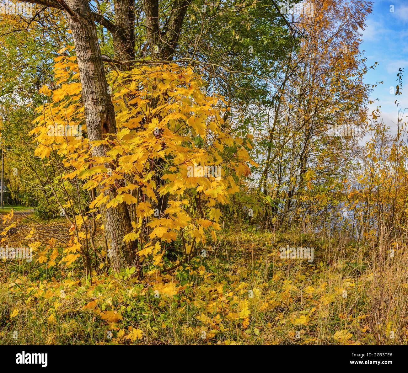 Autumn on the outskirts of St. Petersburg in Ust-Slavyanka, where new high-rise buildings will ...