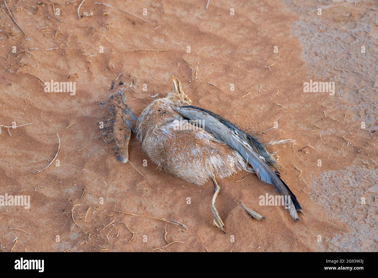 Dead Seagull bird in the sand pollution and environmental issues and ...