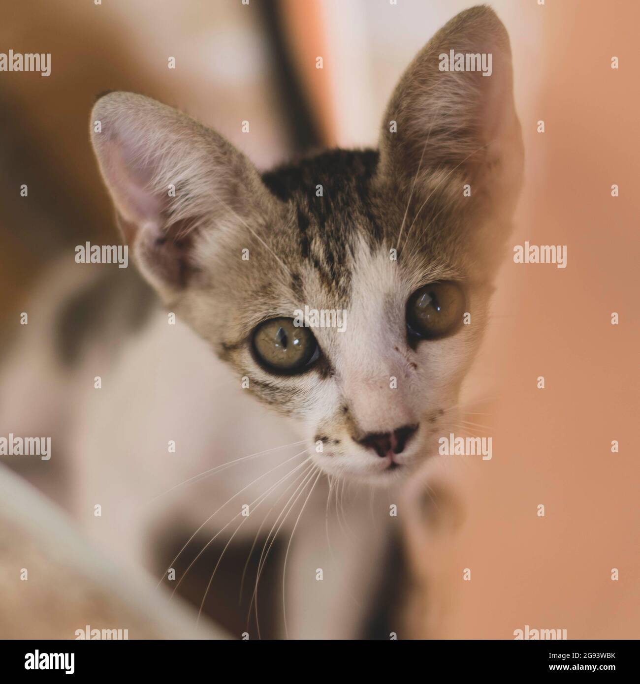 Cute cat close up square crop antique view (selective focus Stock Photo ...