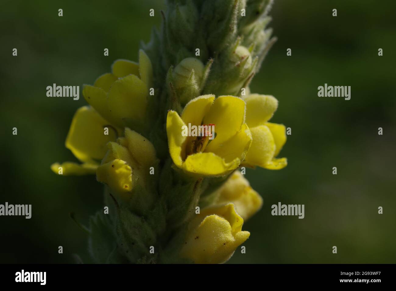 closeup of a fly or flying insect eating pollen on orange stamens of a ...