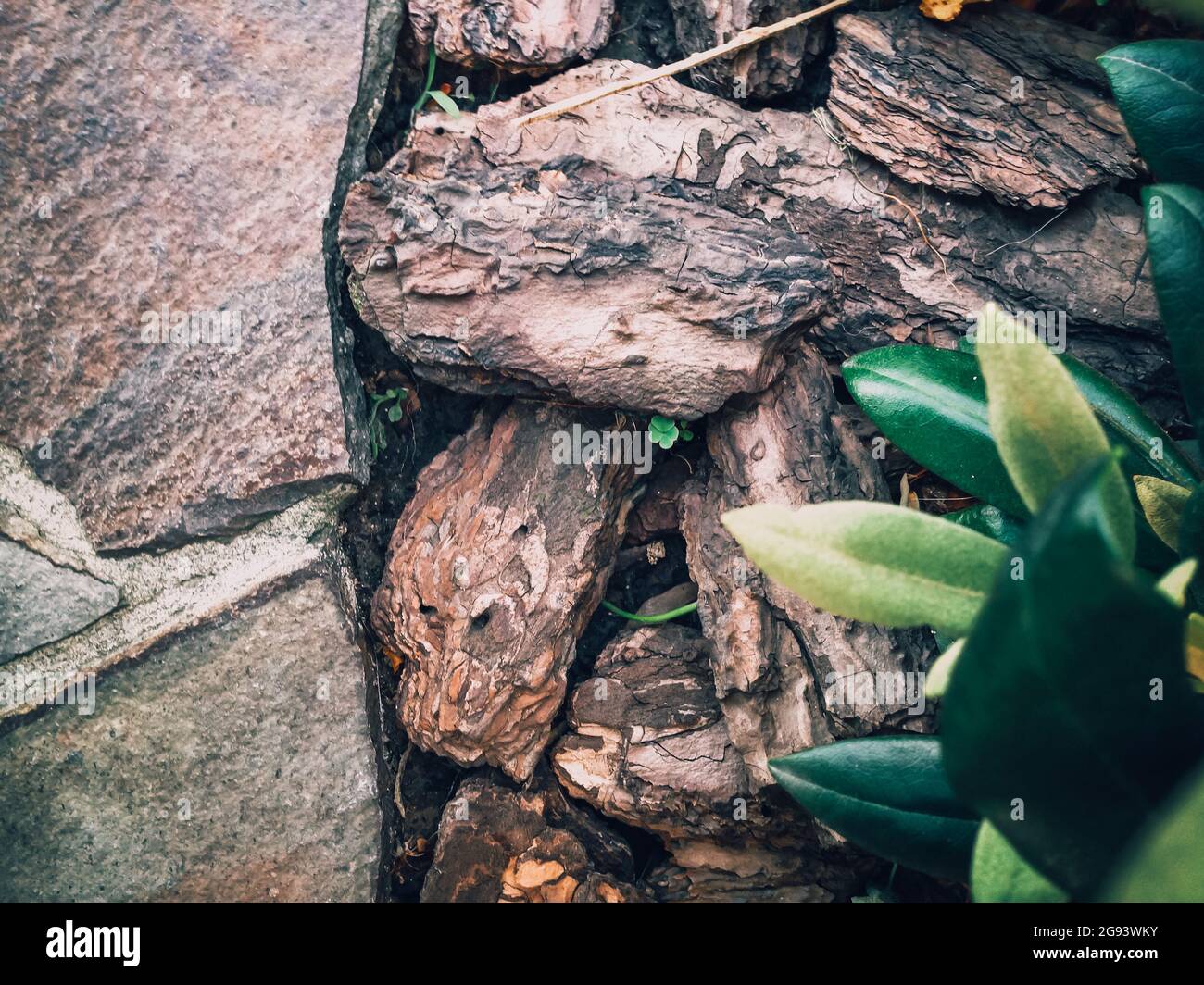 Tree bark pieces hi-res stock photography and images - Alamy
