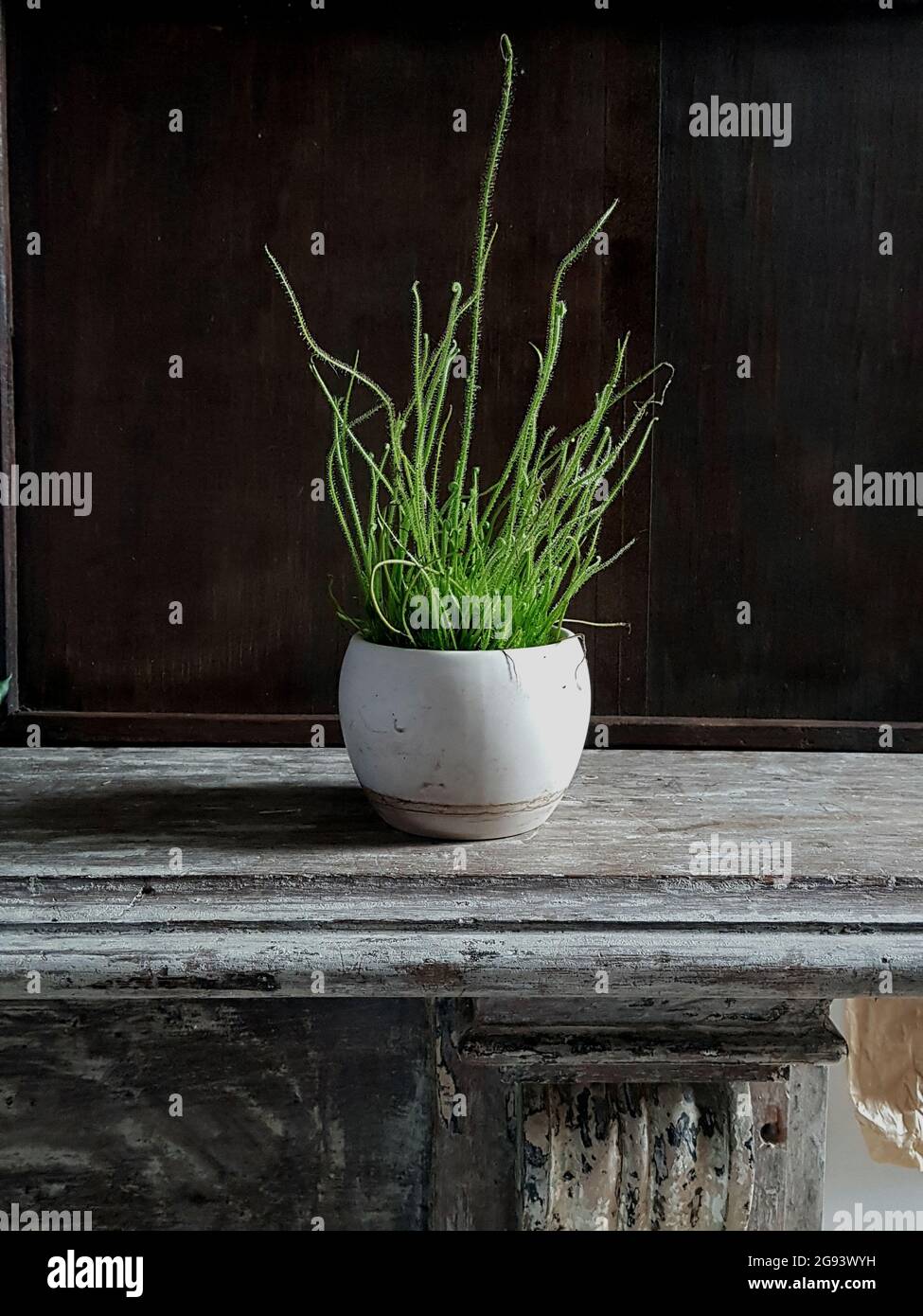 Vertical shot of a plant in a white flower pot on an old wooden table ...
