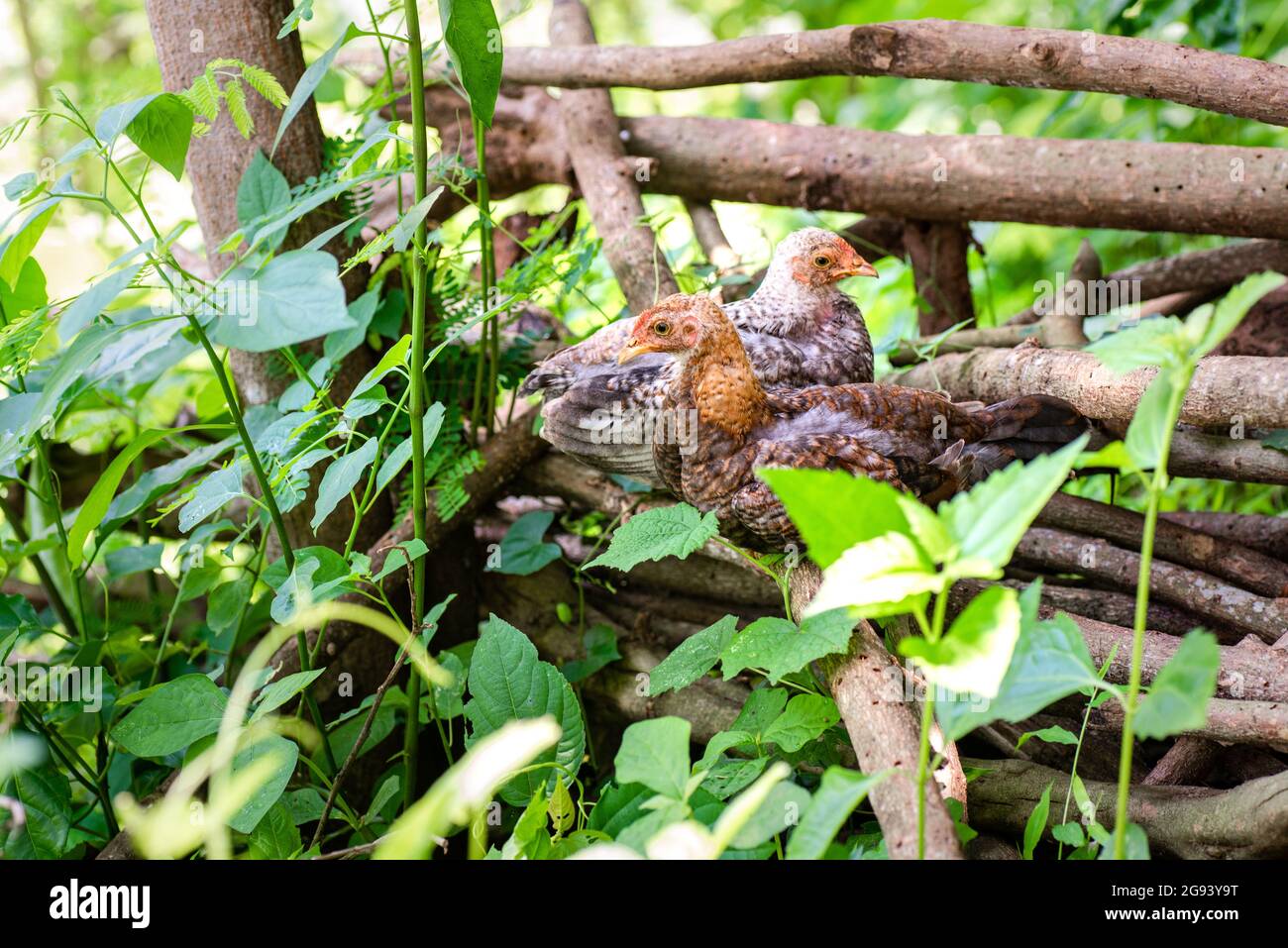 Chicken resting on the dead woods at the farm Stock Photo - Alamy