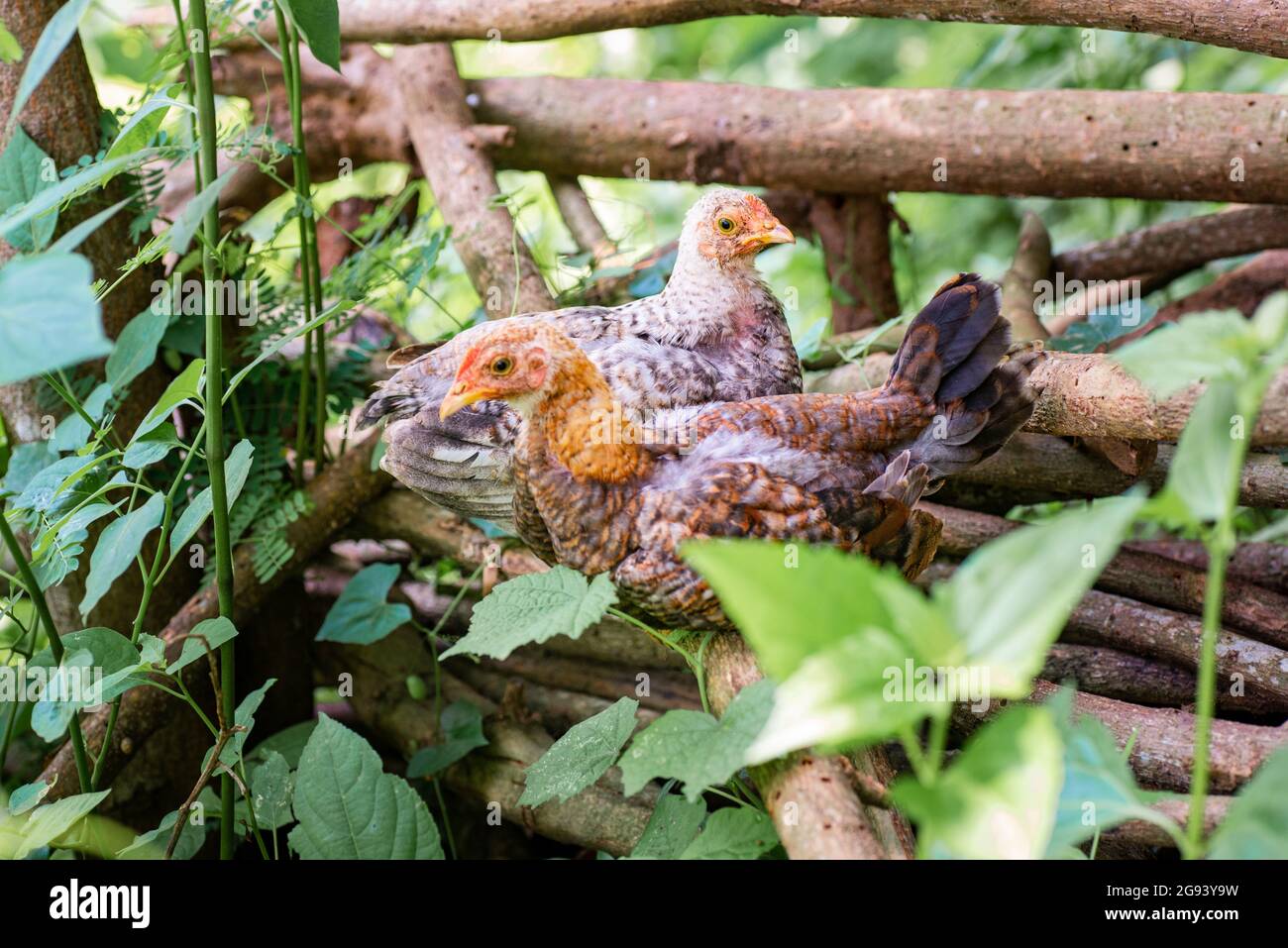 Dead chicken in farmyard hi-res stock photography and images - Alamy