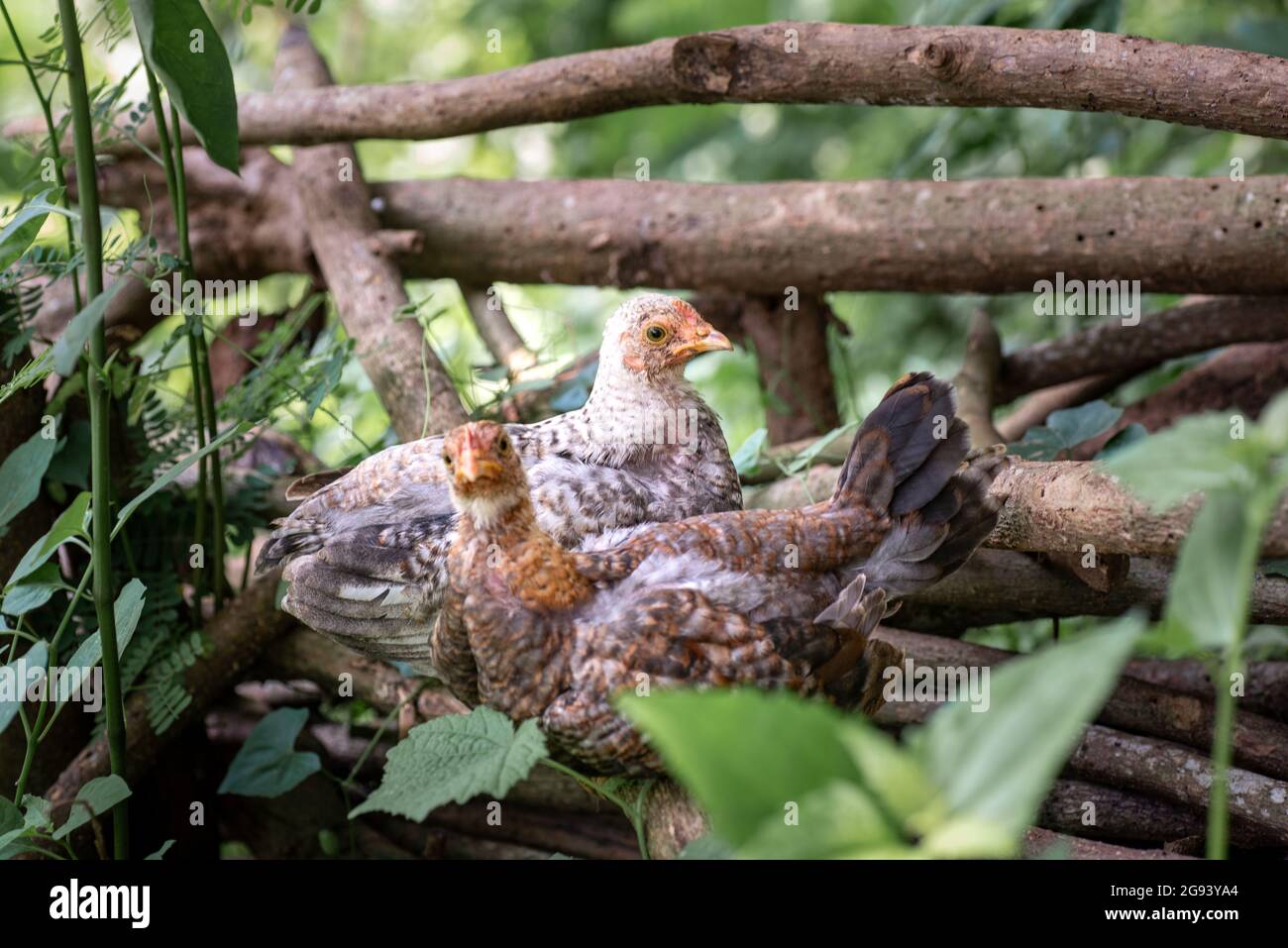 Chicken resting on the dead woods at the farm Stock Photo - Alamy