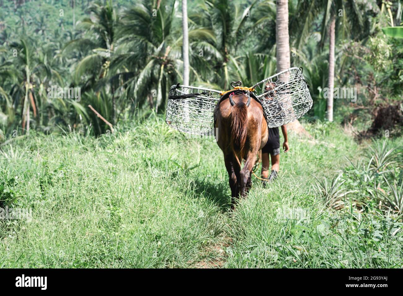 Horse carrying metal basket used to transport farm crops Stock Photo ...