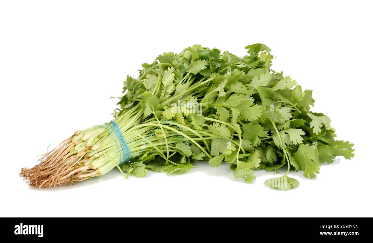 fresh coriander or cilantro isolated on white Stock Photo - Alamy