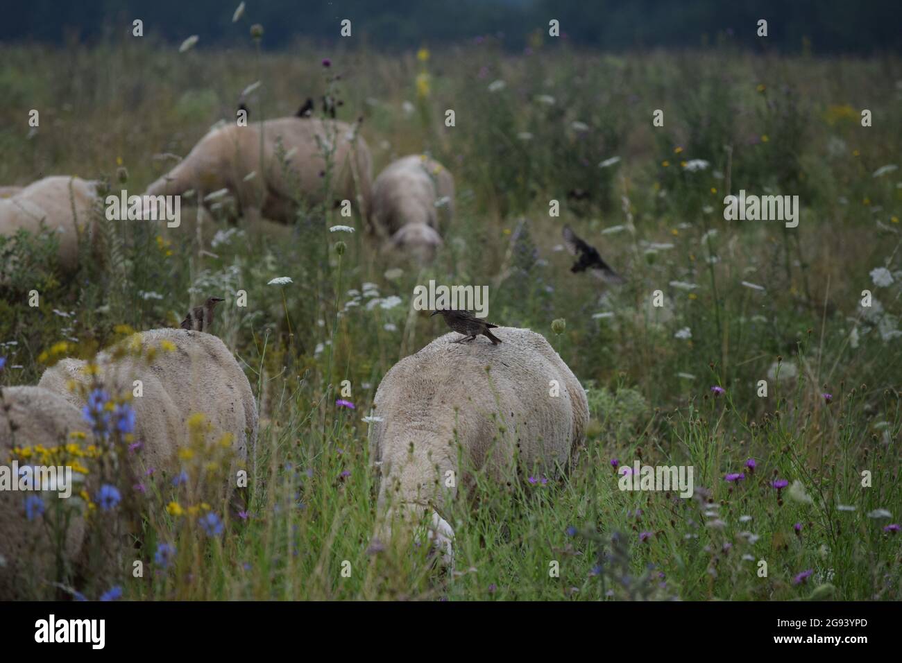 Sheep with starlings hi-res stock photography and images - Alamy