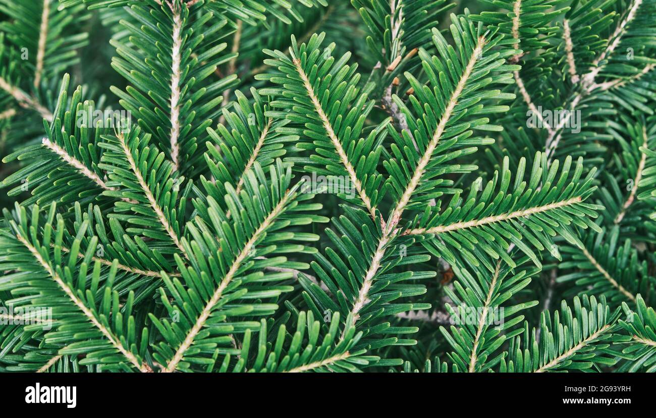 Sample conifer hi-res stock photography and images - Alamy