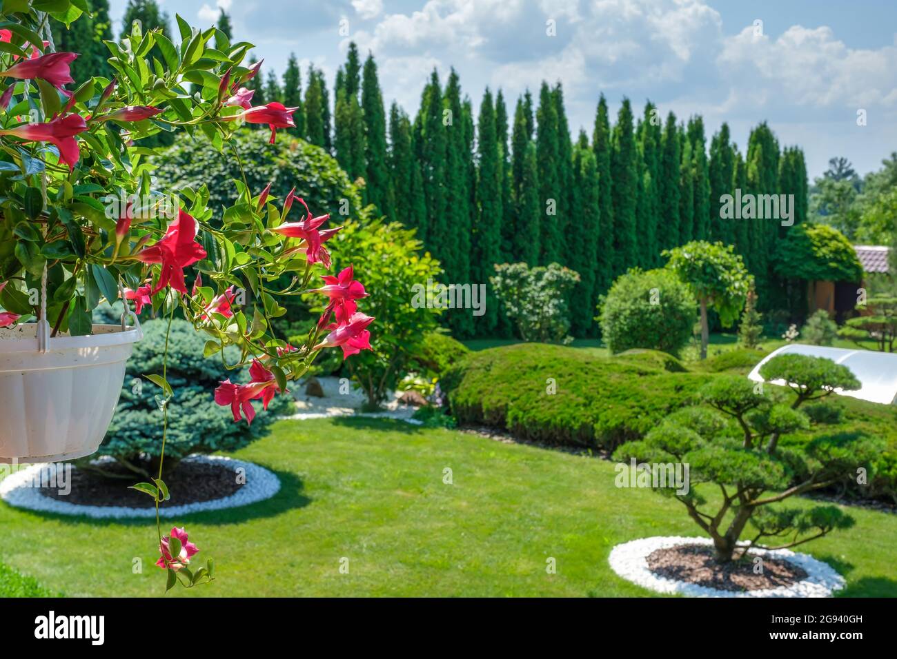 Decorative blooming flowers in flower pot against beautiful backyard ...