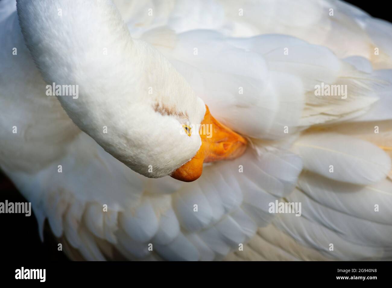 Goose cleaning feathers hi-res stock photography and images - Alamy