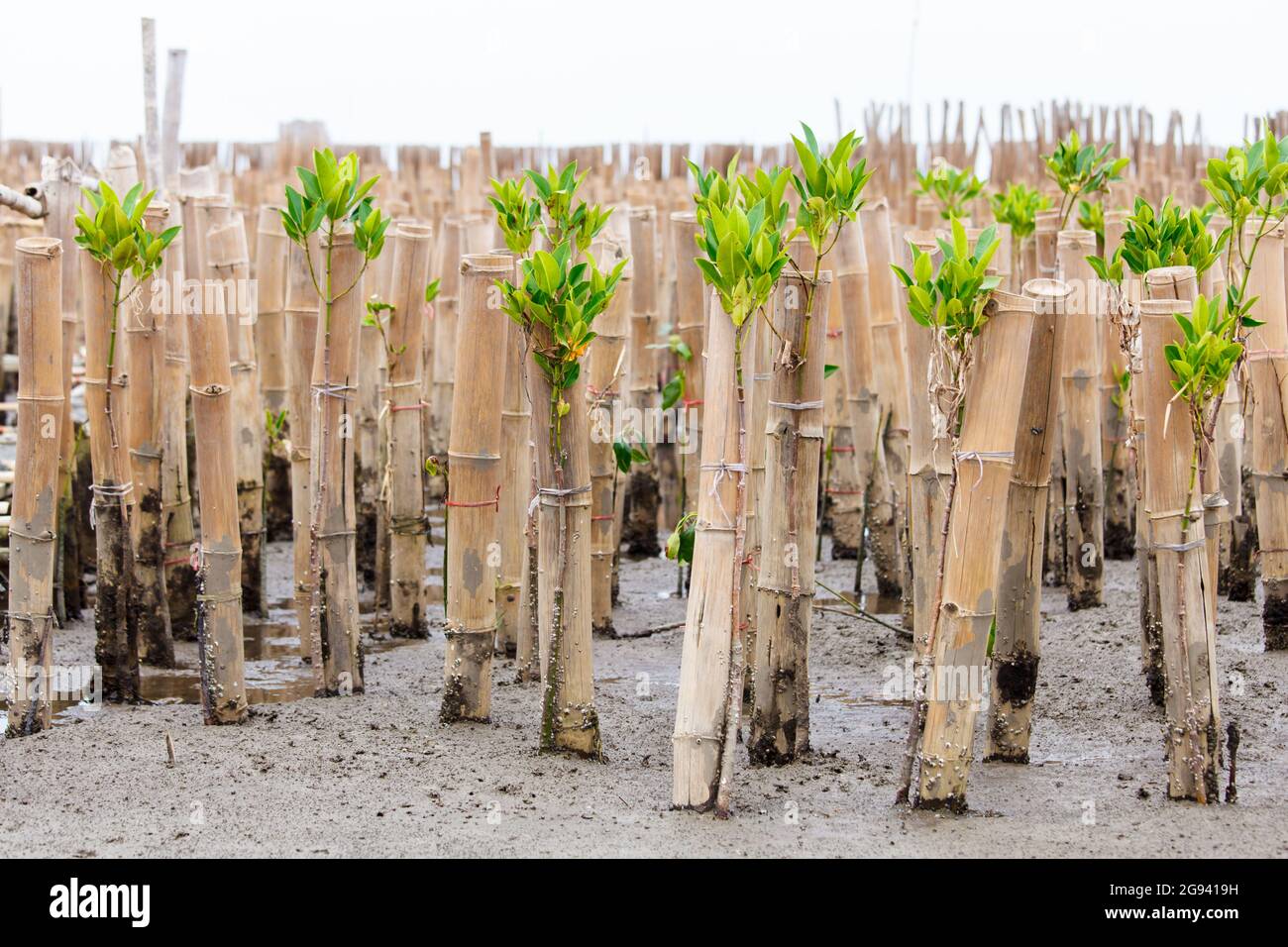 Young mangroves tree in reforestation activity Stock Photo - Alamy